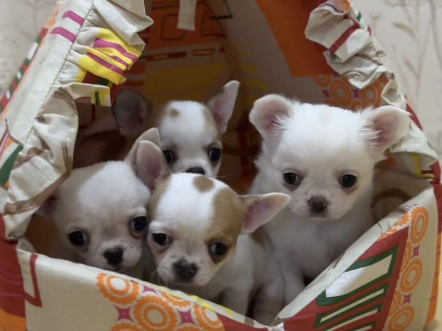 Мальчишки чихуашки