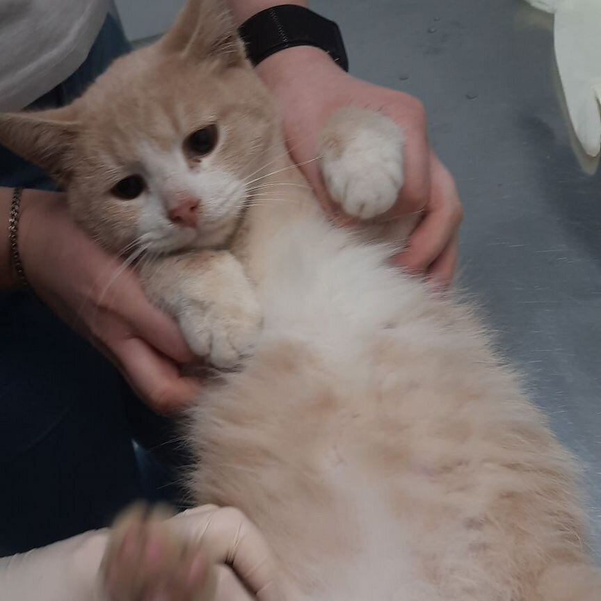 Кремовый котенок