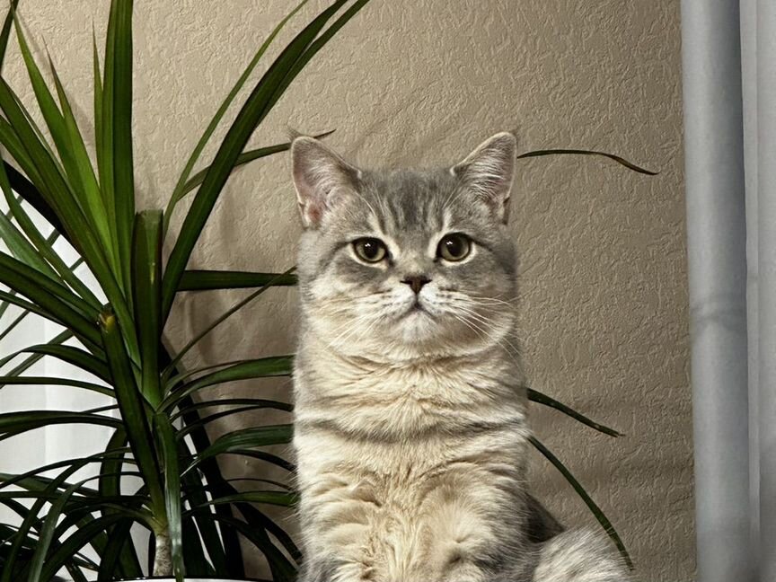 Котенок скотиш страйт