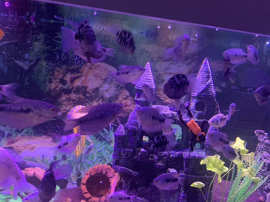 Гурами мраморные