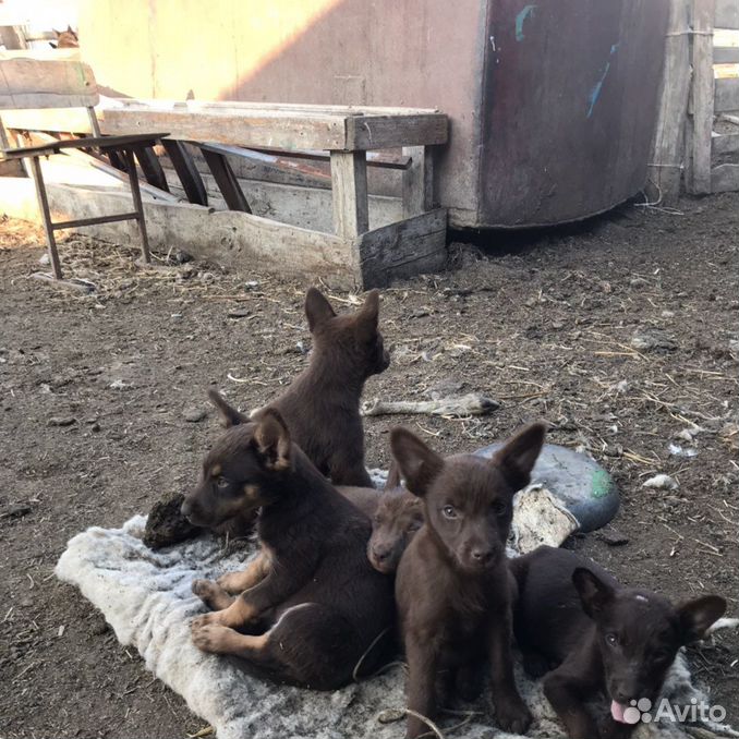 Пастушки келпи