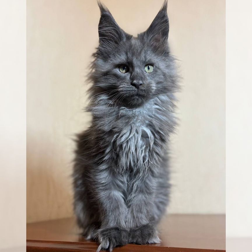 Мейн-кун котёнок