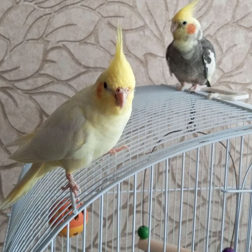 Попугай корелла с клеткой