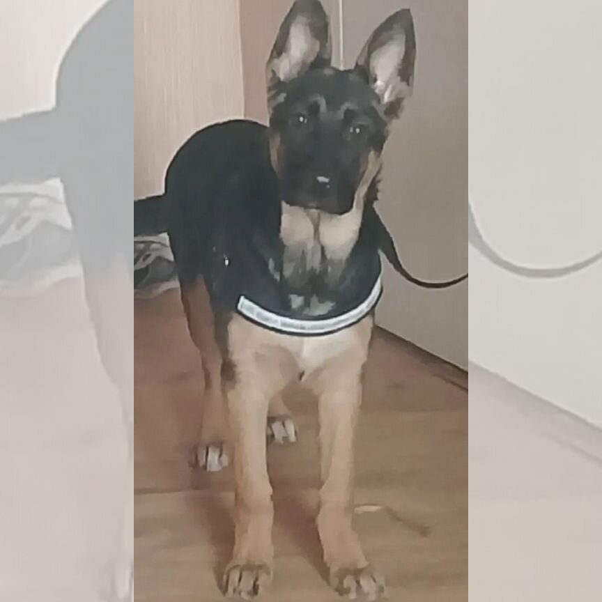 Немецкая овчарка, щенок