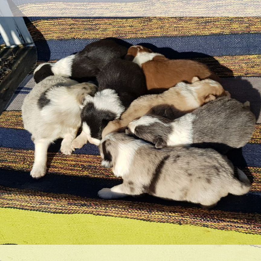 Бордер-колли, щенок