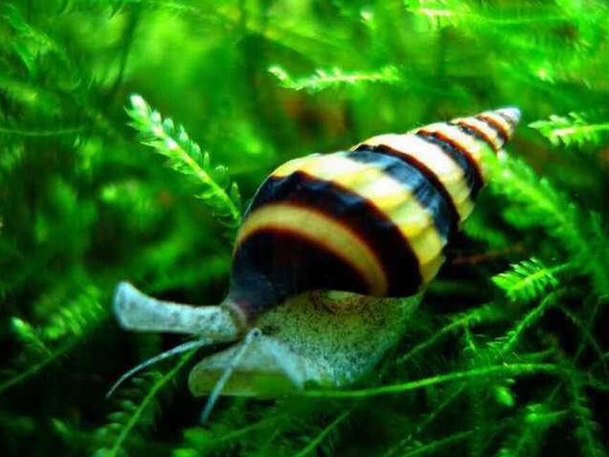 Улитка Хелена