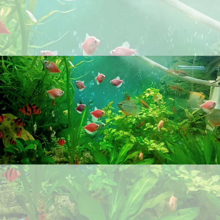 Продаеться аквариумные рыбки 30, 25, 20