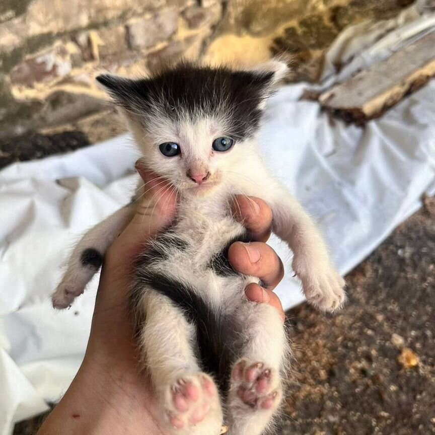 Котята
