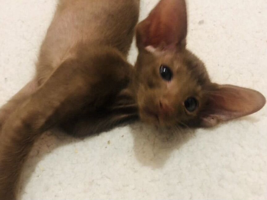 Ориентальные котята