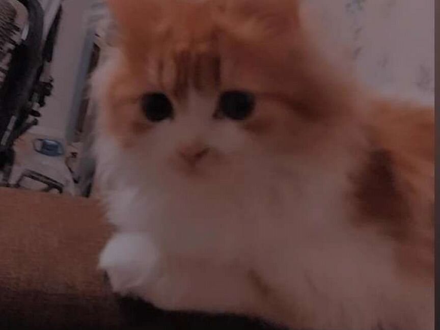 Майн кун котята