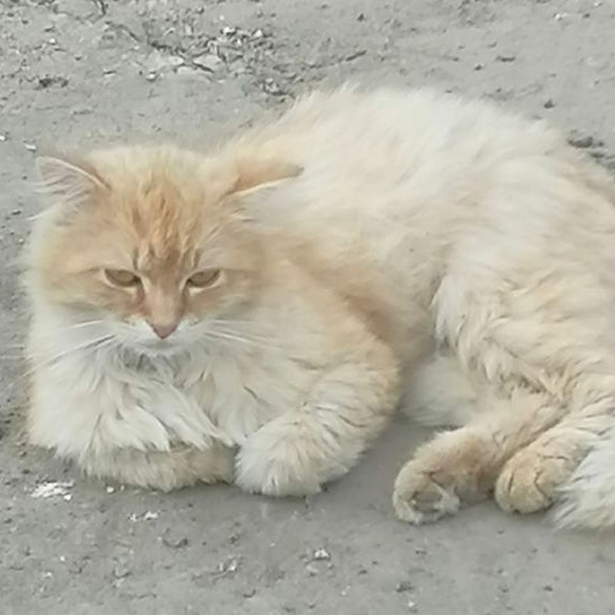 Кошки в добрые руки