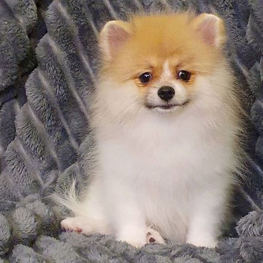 Померанский шпиц мини мальчик