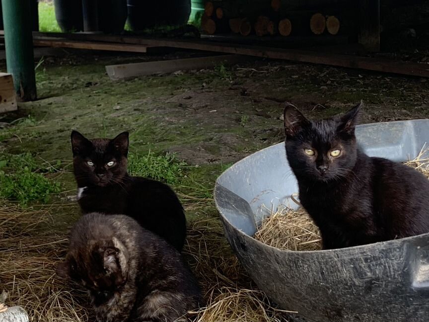 Котята в добрые руки