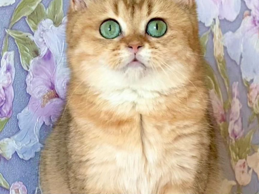 Кошка золотая шиншилла