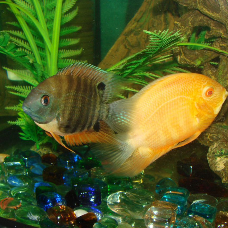 Цихлазома северум