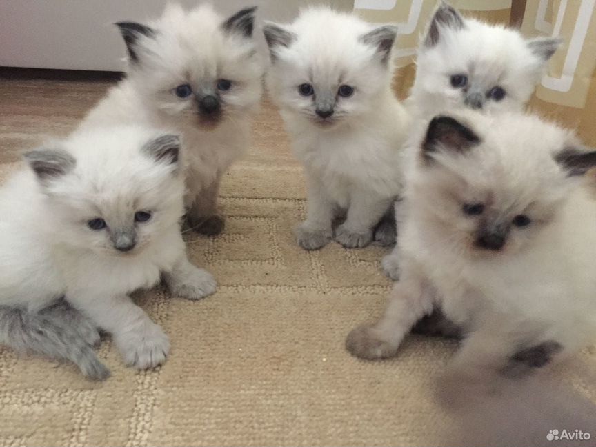 Британские котята