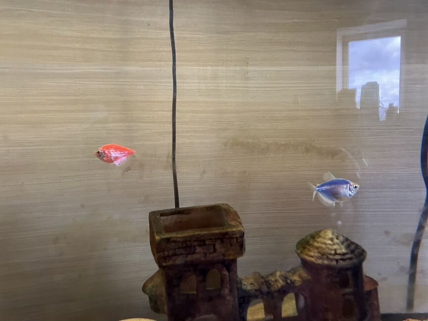 Рыбки аквариумные тернеции 2 шт