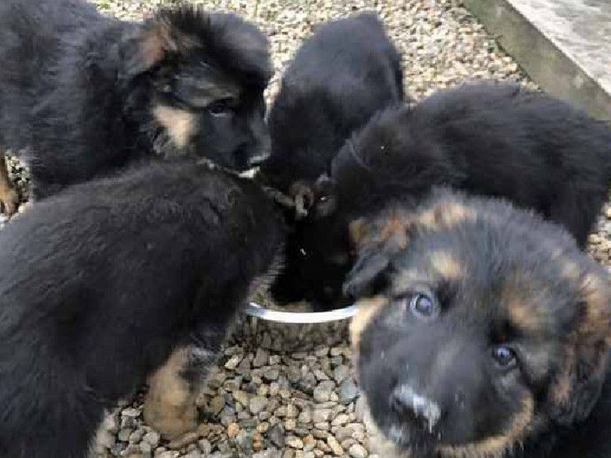 Щенки немецкой овчарки