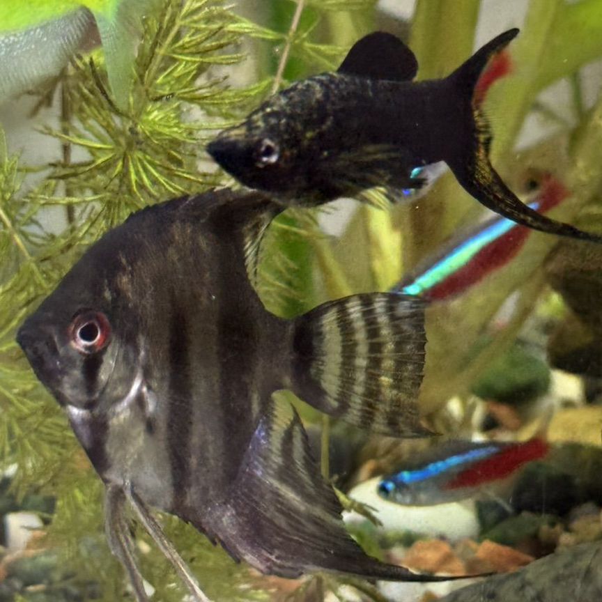 Аквариумные рыбки