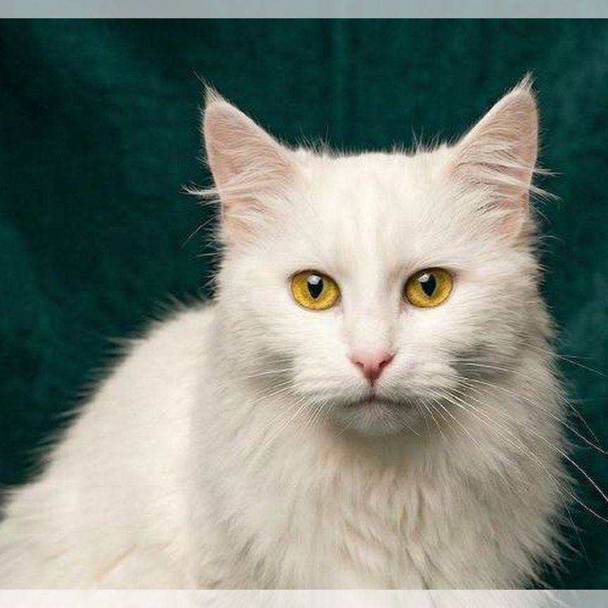 Турецкая ангора, взрослая кошка