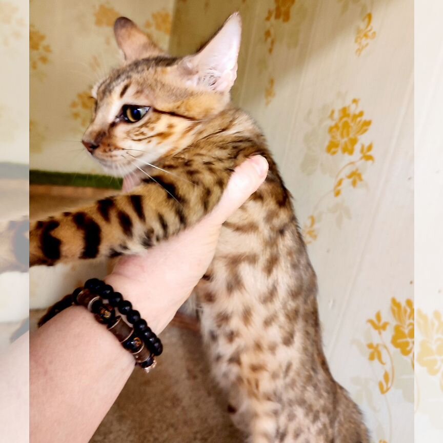 Саванна Ф3 девочка, скоро 3 мес