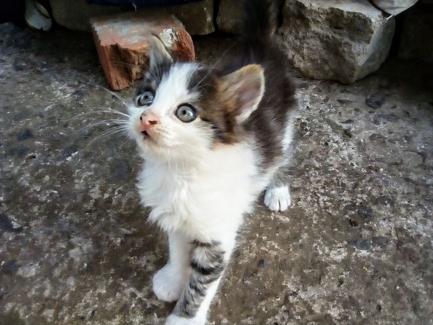 Котенок