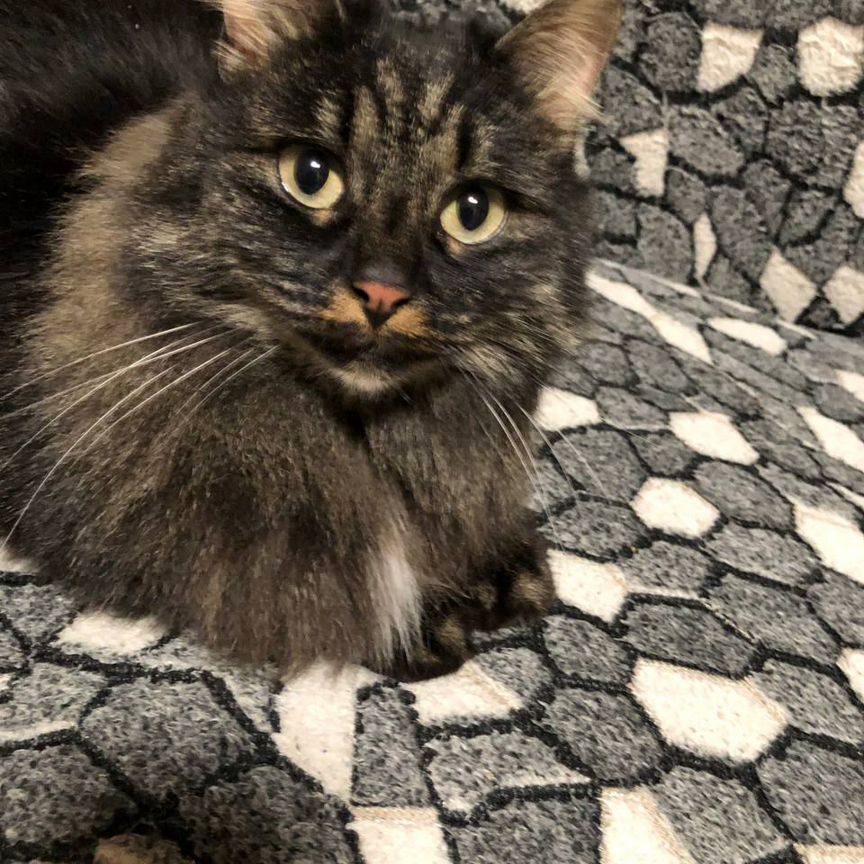 Кошки в добрые руки