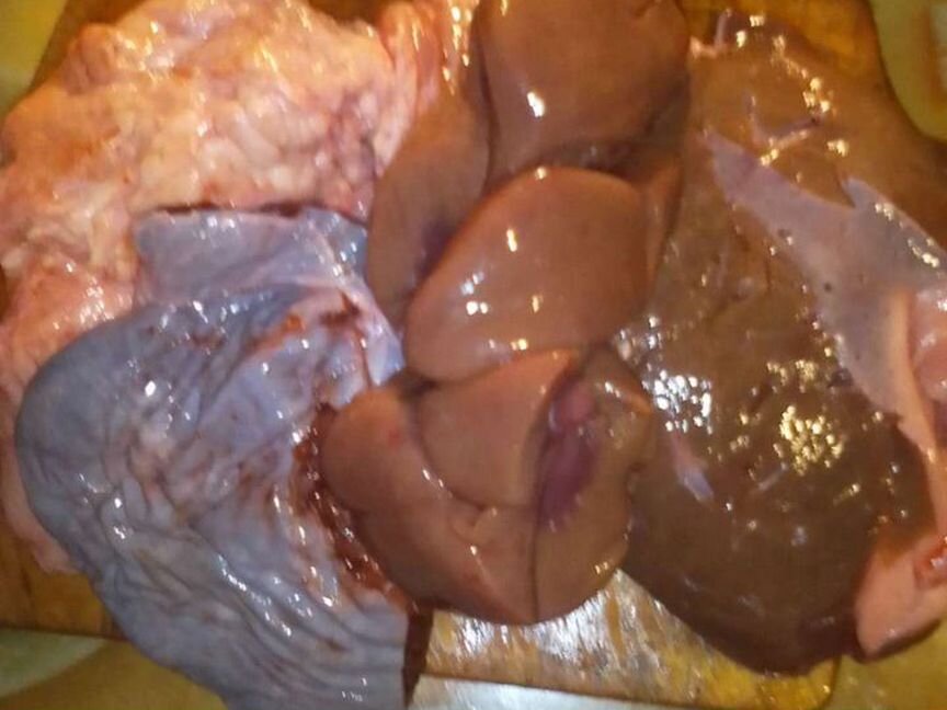 Еда собакам