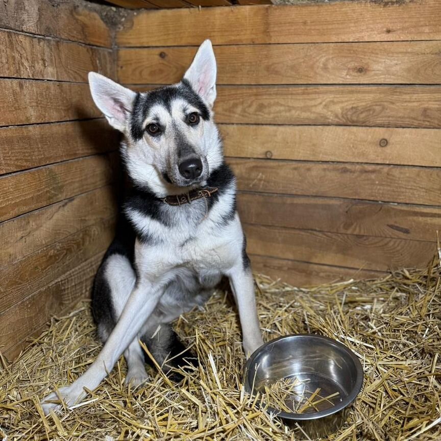 Невероятно красивая собака из приюта