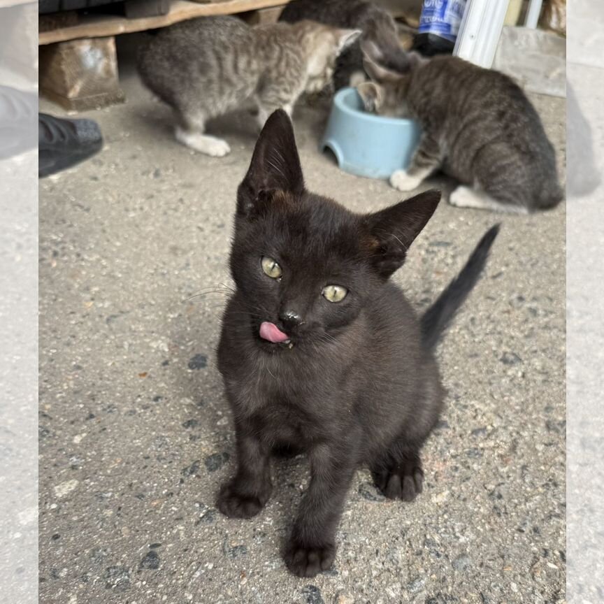 Котята в добрые руки бесплатно