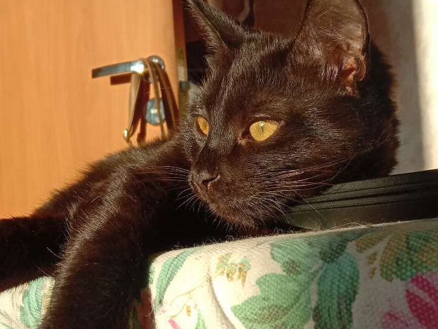 Черный кот Космос кастрированный