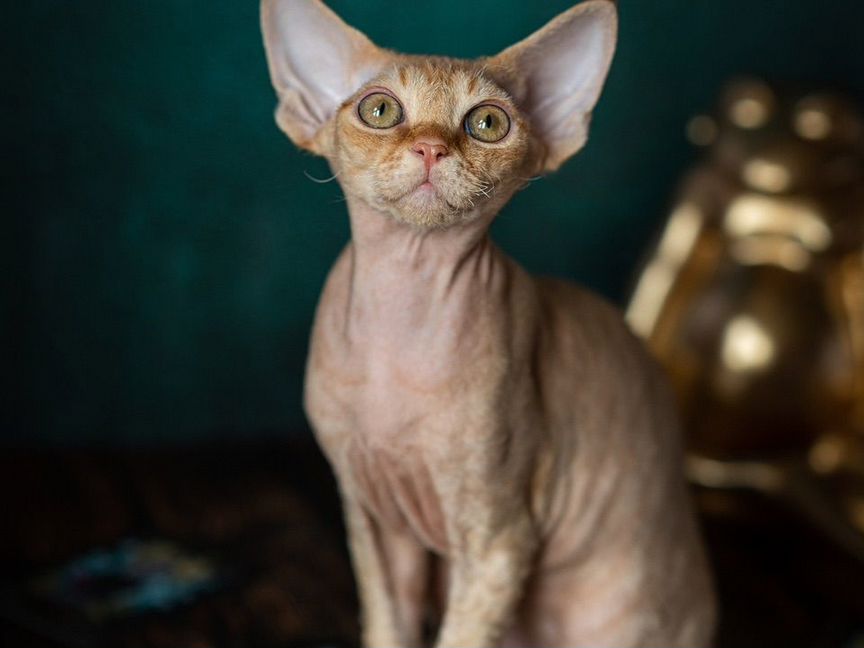 Золотой Девон-Рекс котик