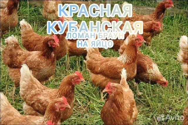 Несушки