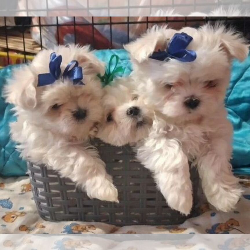 Мальтийская болонка, щенок