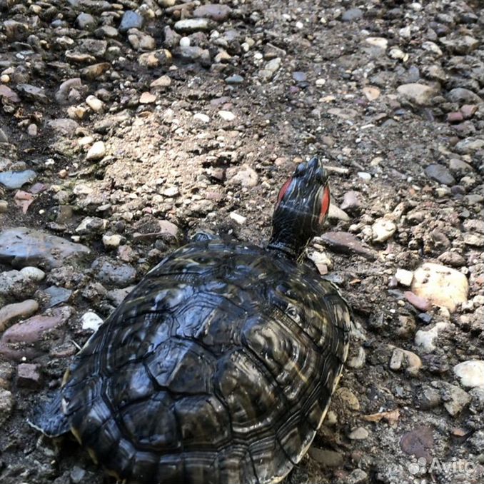 2 красноухие черепахи с аквариумом бесплатно