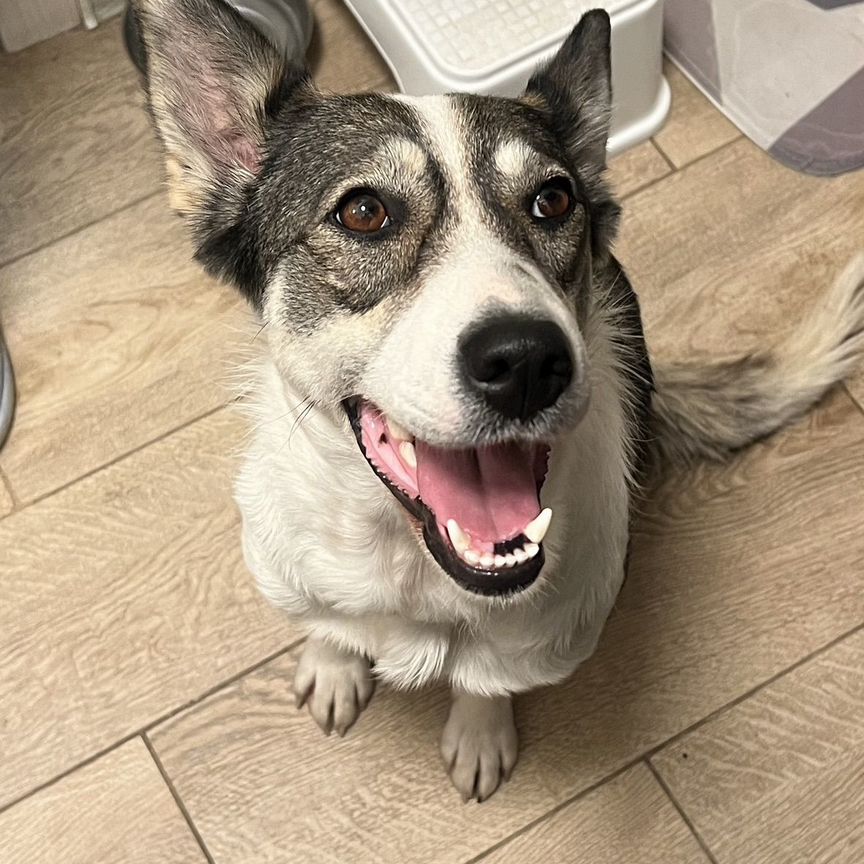 Собака в добрые руки