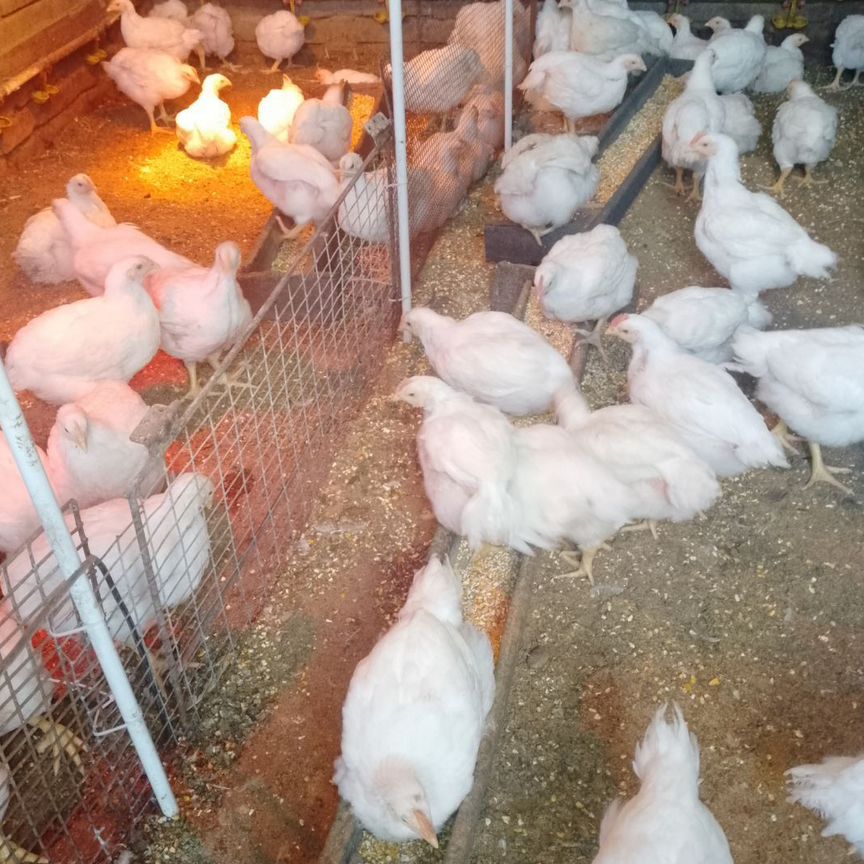Цыплята бройлеры