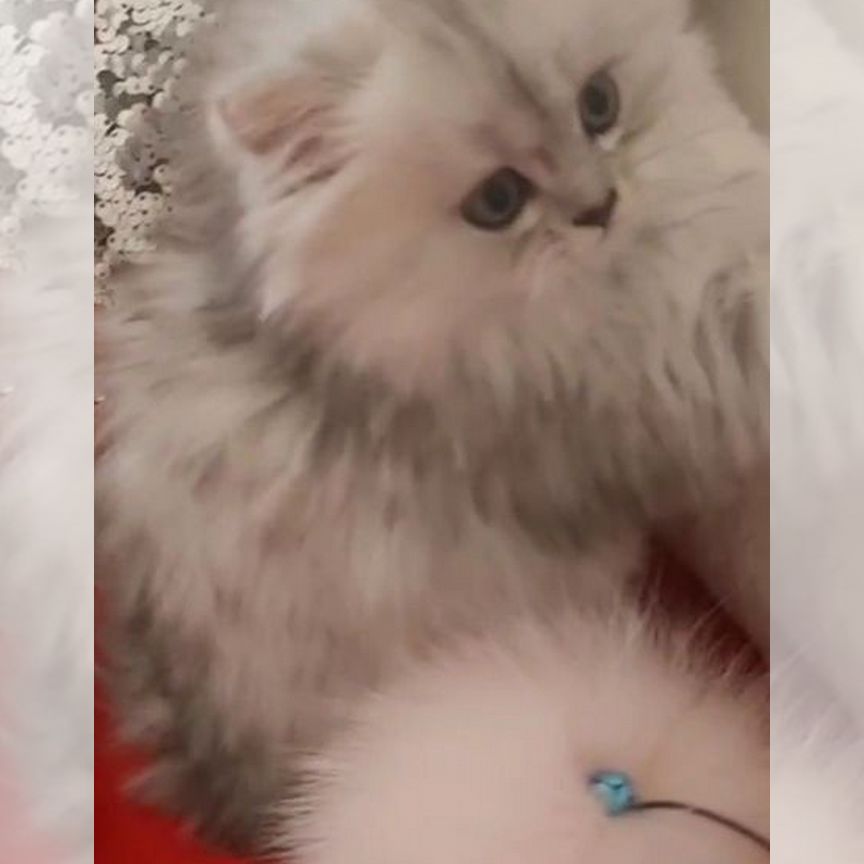 Шотландский прямоухий длинношёрстный котёнок