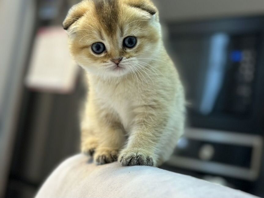 Шотландская золотая шиншилла