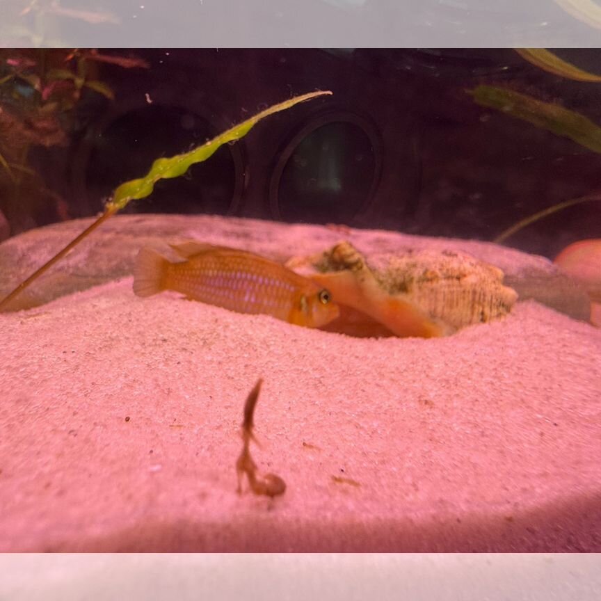 Рыбки озера Танганьика