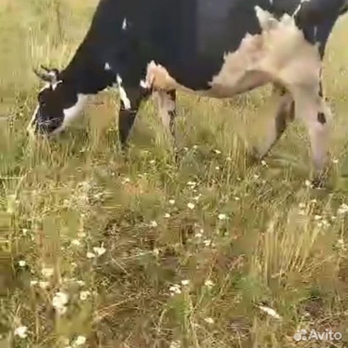 Продажа коров