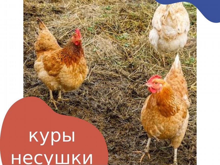 Курочки несушки