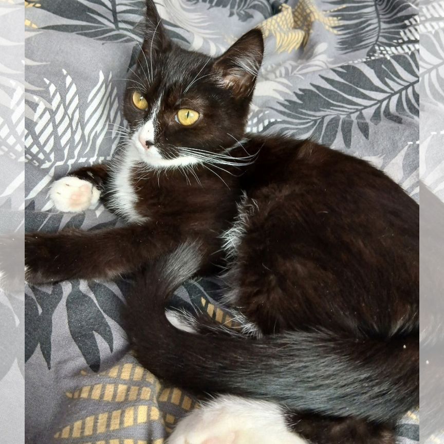 Котёнок в добрые руки