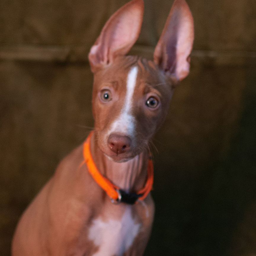 Чирнеко дель Этна щенок девочка