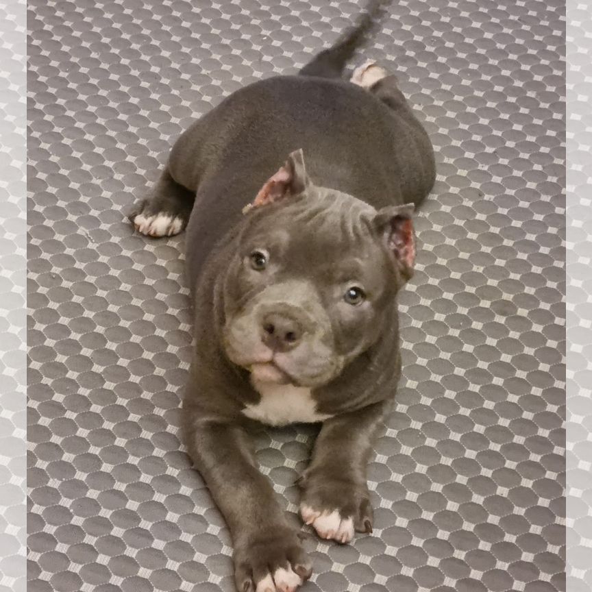Американский булли, щенок