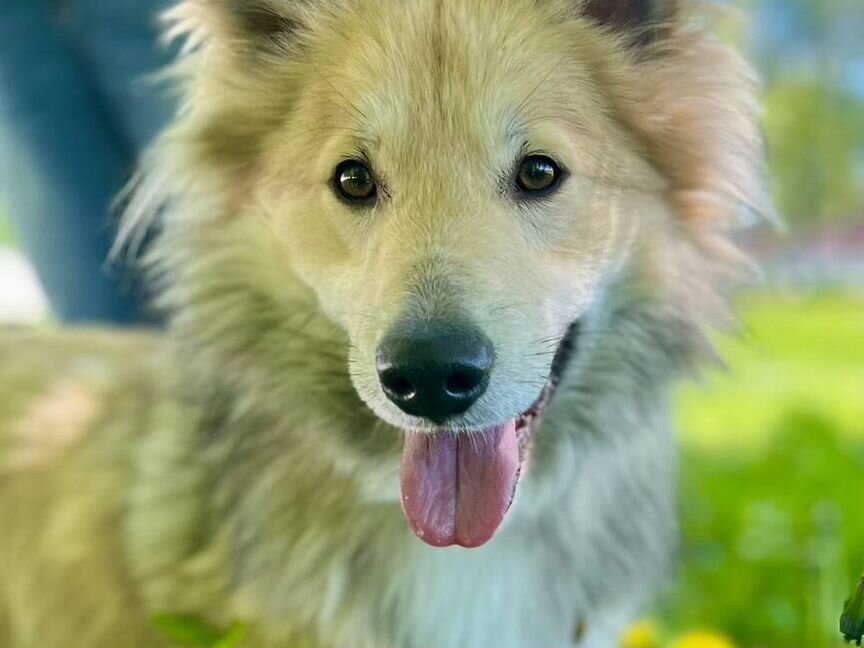 Гамбит- красивый пёс из приюта ищет дом