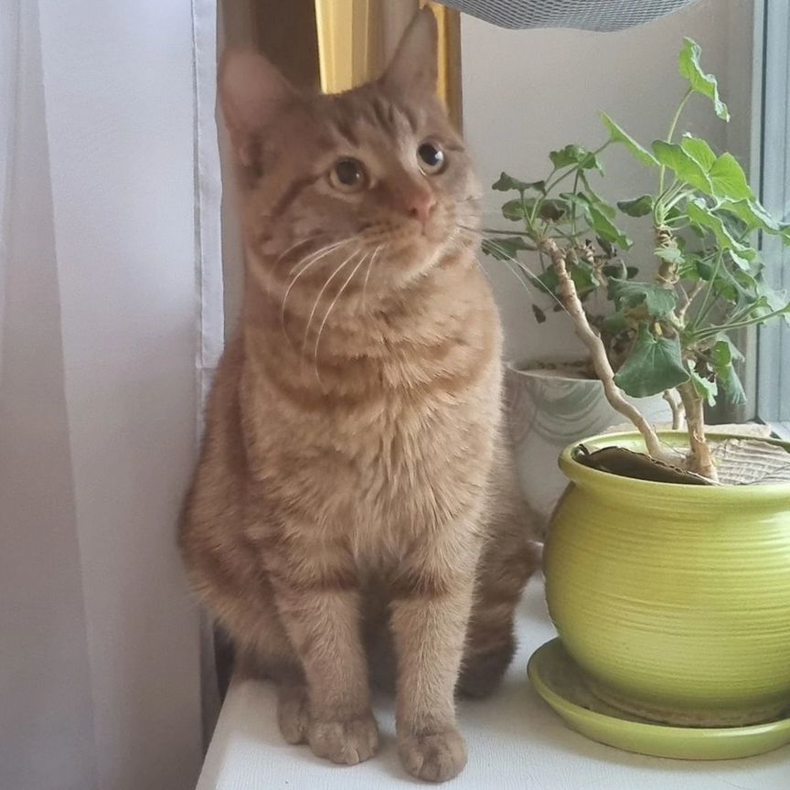 Кот из Вологды