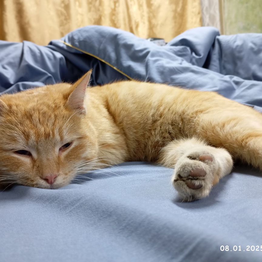 Котëнок 4-5 месяцев, ласковый