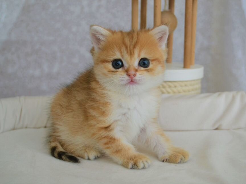 Scottish straight золотая шиншилла