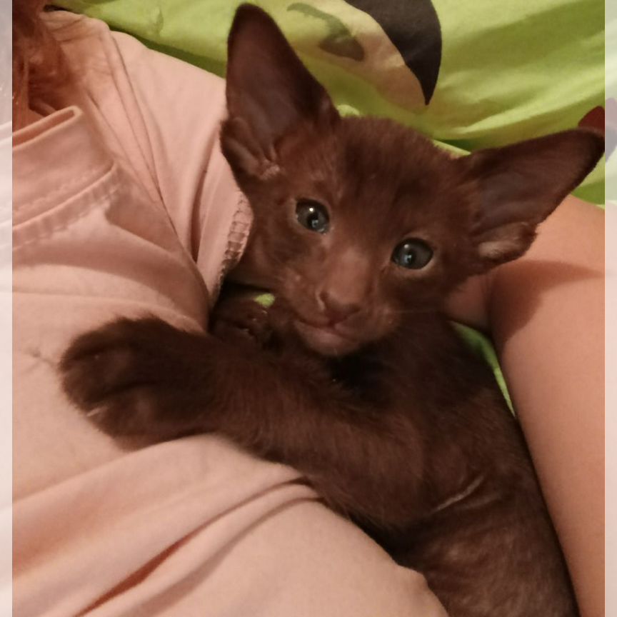 Ориентальный котёнок